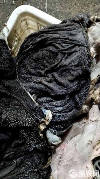 黑毛肚是什么_黑毛肚和毛肚区别-第3张图片-山城妙识 黑毛肚是什么_黑毛肚和毛肚区别-第3张图片-山城妙识