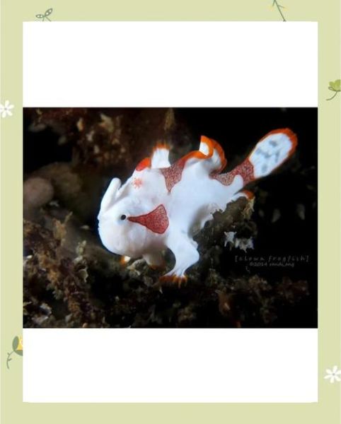 鮟鱇鱼舞是什么_鮟鱇鱼舞怎么跳-第2张图片-山城妙识 鮟鱇鱼舞是什么_鮟鱇鱼舞怎么跳-第2张图片-山城妙识