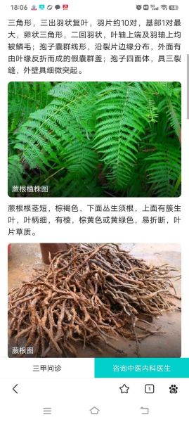 蕨根粉丝的功效与危害_蕨根粉丝吃多了有什么副作用-第1张图片-山城妙识 蕨根粉丝的功效与危害_蕨根粉丝吃多了有什么副作用-第1张图片-山城妙识