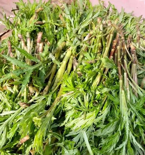 野菜大全可食用图片_哪些野菜可以吃-第3张图片-山城妙识