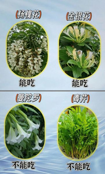 野菜大全可食用图片_哪些野菜可以吃-第1张图片-山城妙识