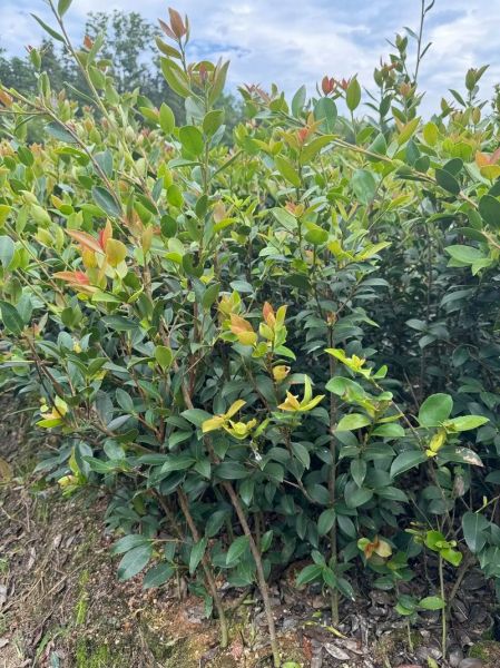 油茶树苗怎么种_油茶树苗种植技术要点-第1张图片-山城妙识