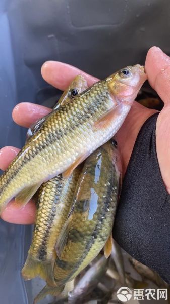 淡水石斑鱼图片有几种_淡水石斑鱼品种大全-第1张图片-山城妙识 淡水石斑鱼图片有几种_淡水石斑鱼品种大全-第1张图片-山城妙识