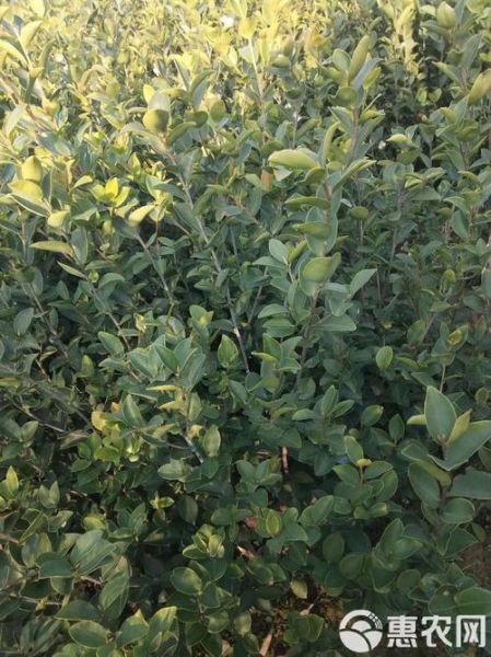 油茶树苗怎么种_油茶树苗种植技术要点-第3张图片-山城妙识