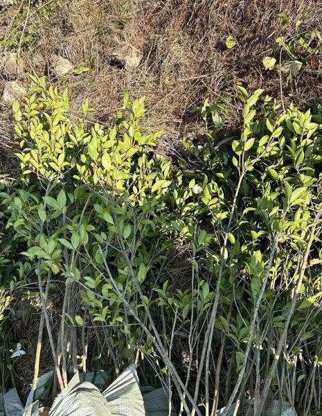 油茶树苗怎么种_油茶树苗种植技术要点-第2张图片-山城妙识