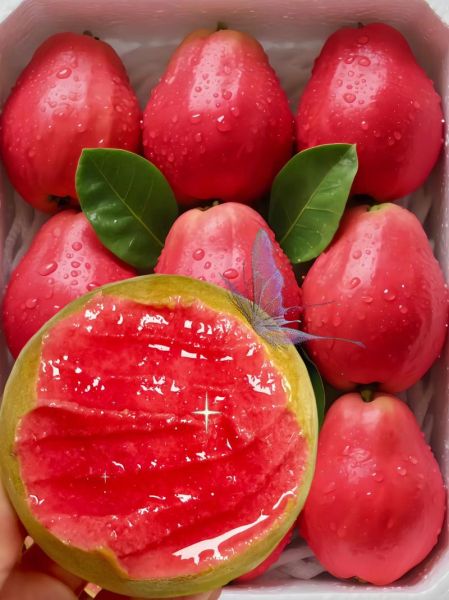 芭乐应用网页版怎么登录_芭乐网页版有哪些功能-第3张图片-山城妙识 芭乐应用网页版怎么登录_芭乐网页版有哪些功能-第3张图片-山城妙识