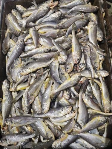 鳆鱼是什么鱼_鳆鱼多少钱一斤-第1张图片-山城妙识