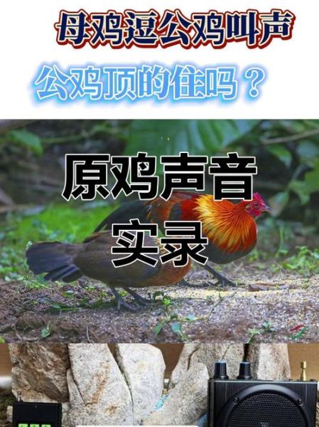 鸡叫声mp3下载_鸡叫声音效怎么选-第1张图片-山城妙识 鸡叫声mp3下载_鸡叫声音效怎么选-第1张图片-山城妙识