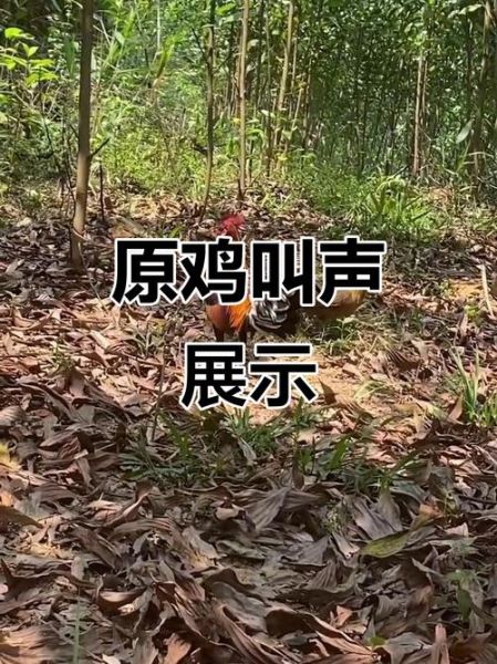 鸡叫声mp3下载_鸡叫声音效怎么选-第2张图片-山城妙识 鸡叫声mp3下载_鸡叫声音效怎么选-第2张图片-山城妙识