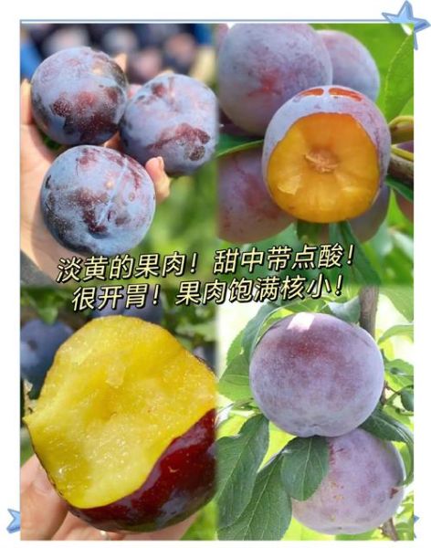 黑布林一天最多吃几个_吃多了会怎样-第1张图片-山城妙识 黑布林一天最多吃几个_吃多了会怎样-第1张图片-山城妙识