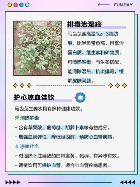 马齿苋泡水喝的禁忌_哪些人不能喝马齿苋水-第3张图片-山城妙识 马齿苋泡水喝的禁忌_哪些人不能喝马齿苋水-第3张图片-山城妙识