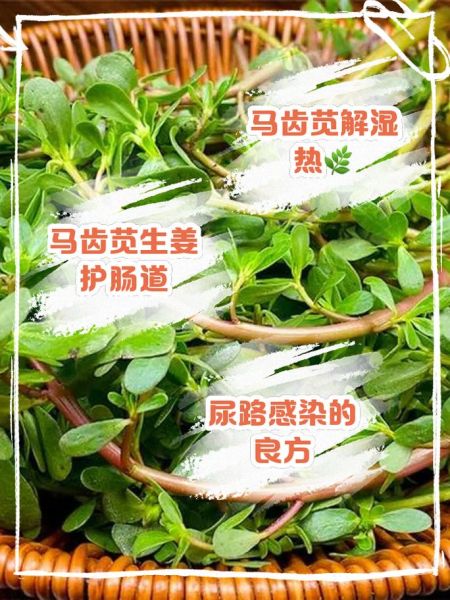 马齿苋泡水喝的禁忌_哪些人不能喝马齿苋水-第1张图片-山城妙识 马齿苋泡水喝的禁忌_哪些人不能喝马齿苋水-第1张图片-山城妙识