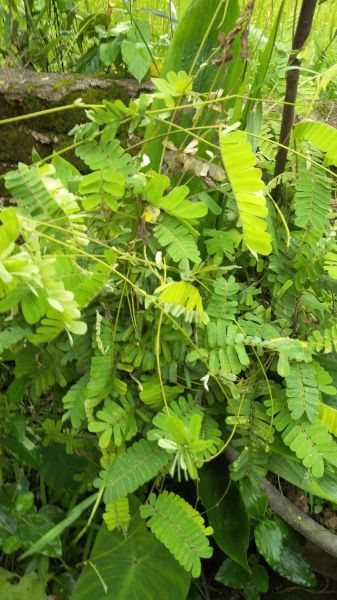 鸡骨草叶的功效与作用_鸡骨草叶怎么泡水喝-第3张图片-山城妙识 鸡骨草叶的功效与作用_鸡骨草叶怎么泡水喝-第3张图片-山城妙识