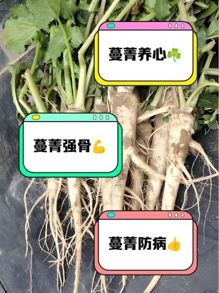 蔓菁图片功效与作用_蔓菁怎么吃效果最好-第1张图片-山城妙识