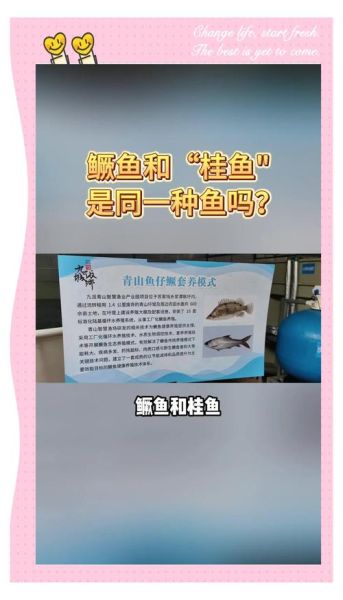 鳜jue怎么变成gui了_鳜鱼读音演变原因-第3张图片-山城妙识