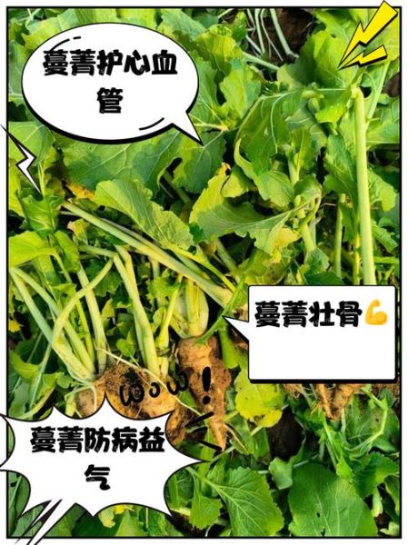 蔓菁图片功效与作用_蔓菁怎么吃效果最好-第2张图片-山城妙识