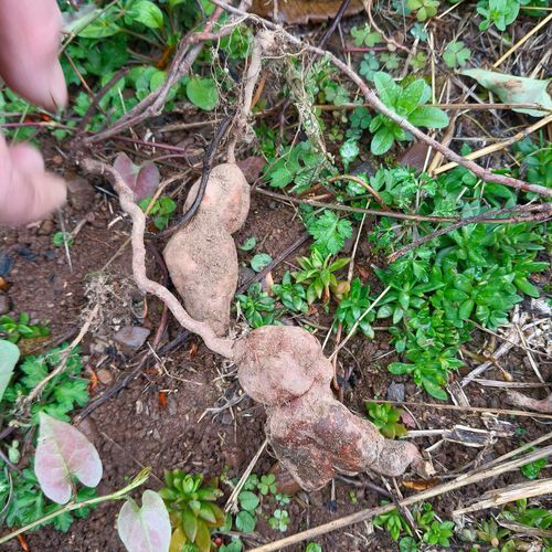 首乌藤和何首乌的区别_哪个更好-第1张图片-山城妙识