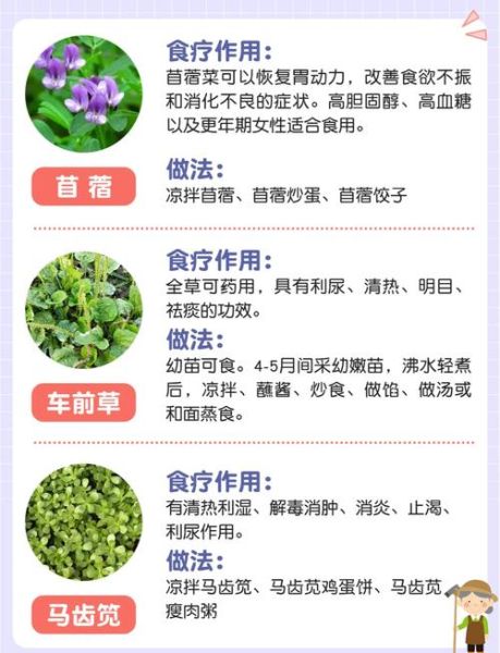 野菜有哪些_野菜的功效与作用-第1张图片-山城妙识 野菜有哪些_野菜的功效与作用-第1张图片-山城妙识