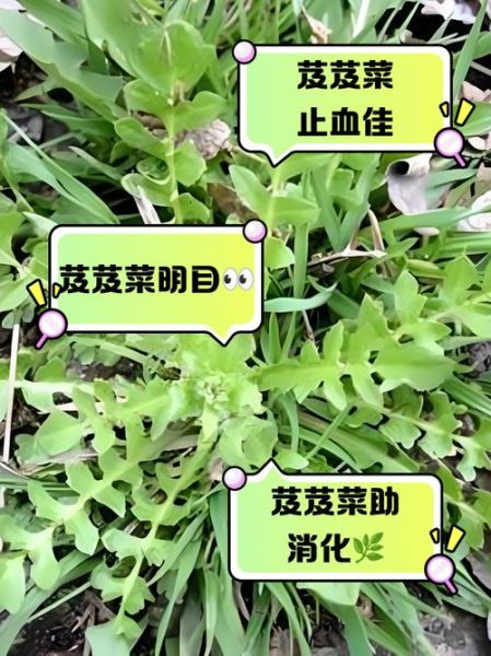 野菜有哪些_野菜的功效与作用-第2张图片-山城妙识 野菜有哪些_野菜的功效与作用-第2张图片-山城妙识