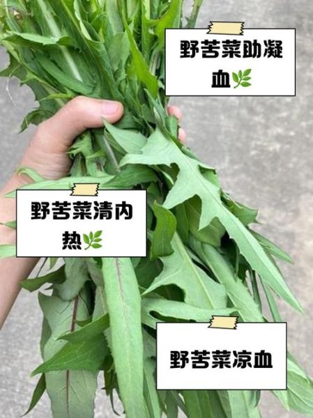 野菜有哪些_野菜的功效与作用-第3张图片-山城妙识 野菜有哪些_野菜的功效与作用-第3张图片-山城妙识