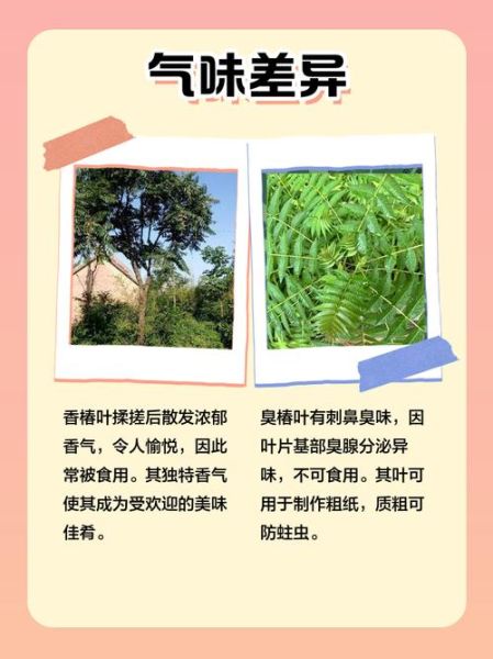 臭椿树和香椿树的区别_如何一眼区分臭椿与香椿-第3张图片-山城妙识