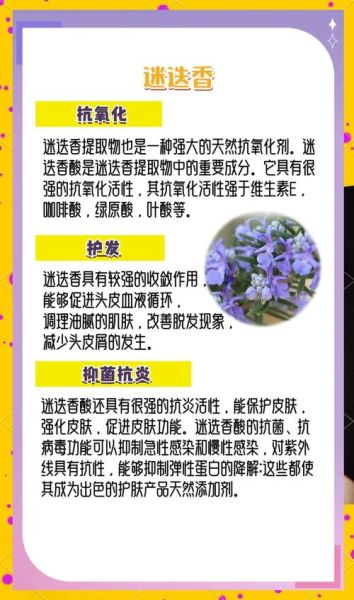 迷迭香是什么东西_迷迭香的功效与作用-第2张图片-山城妙识