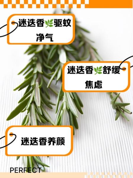 迷迭香是什么东西_迷迭香的功效与作用-第1张图片-山城妙识