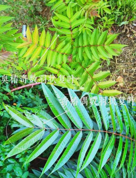 臭椿树和香椿树的区别_如何一眼区分臭椿与香椿-第2张图片-山城妙识