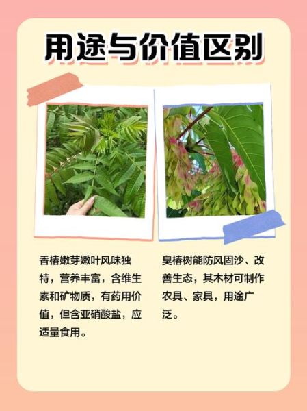 臭椿树和香椿树的区别_如何一眼区分臭椿与香椿-第1张图片-山城妙识