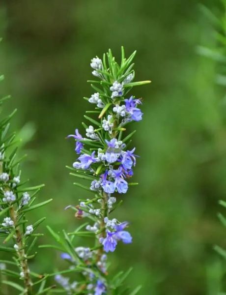 迷迭香是什么东西_迷迭香的功效与作用-第3张图片-山城妙识