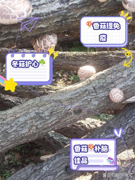 鲜冬菇的功效与作用_鲜冬菇怎么吃最营养-第2张图片-山城妙识