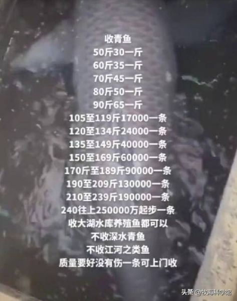 青鱼为什么比草鱼贵_青鱼草鱼价格差在哪-第1张图片-山城妙识