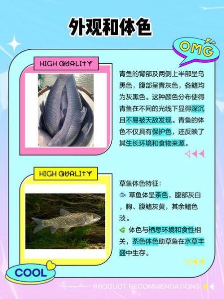 青鱼为什么比草鱼贵_青鱼草鱼价格差在哪-第3张图片-山城妙识