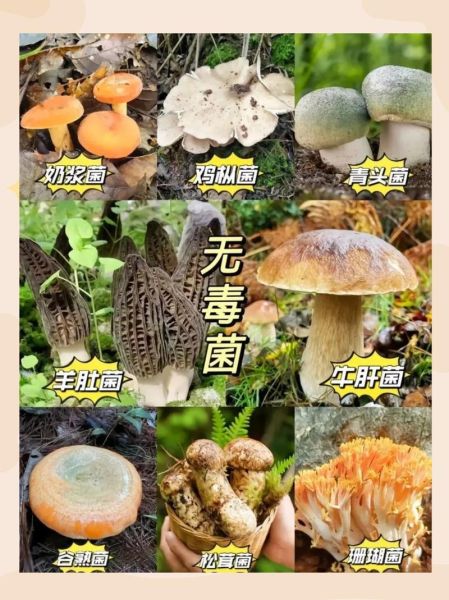 野生菌种类有哪些_如何辨别有毒野生菌-第3张图片-山城妙识