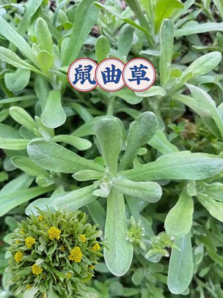 鼠曲草怎么做好吃_鼠曲草的功效与禁忌-第2张图片-山城妙识