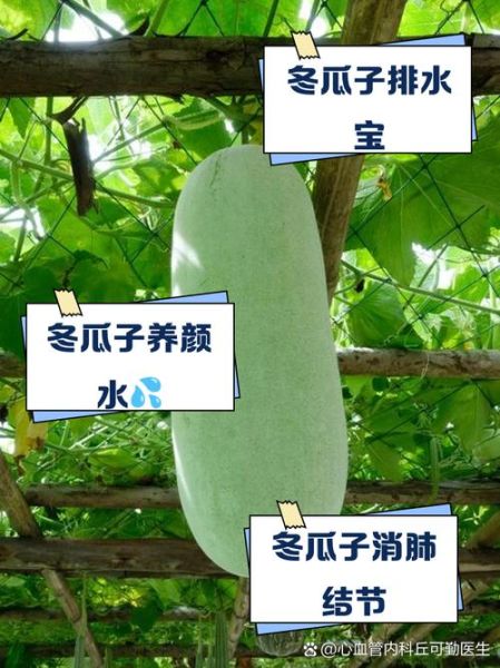 冬瓜子能减肥吗_冬瓜子怎么吃最好-第1张图片-山城妙识