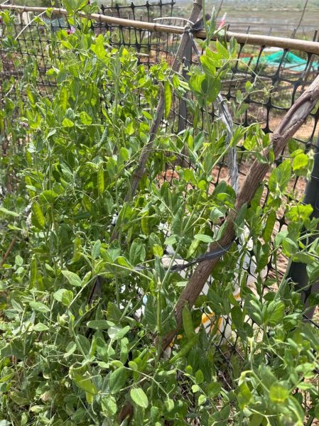 豌豆荚在线观看怎么用_豌豆荚在线观看安全吗-第1张图片-山城妙识