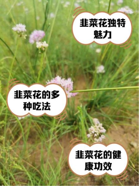韭菜花开了还能吃吗_韭菜花老了怎么吃-第1张图片-山城妙识