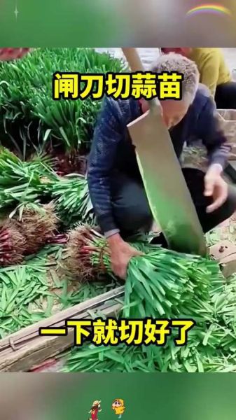 蒜苗怎么切_蒜苗切丝还是切段-第3张图片-山城妙识