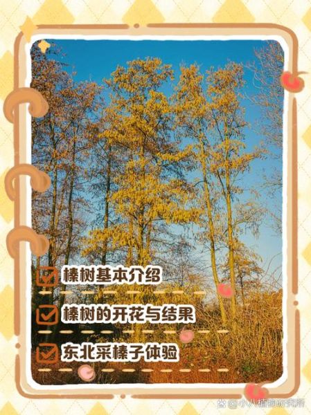 榛子树几年结果_如何种植榛子树-第2张图片-山城妙识 榛子树几年结果_如何种植榛子树-第2张图片-山城妙识