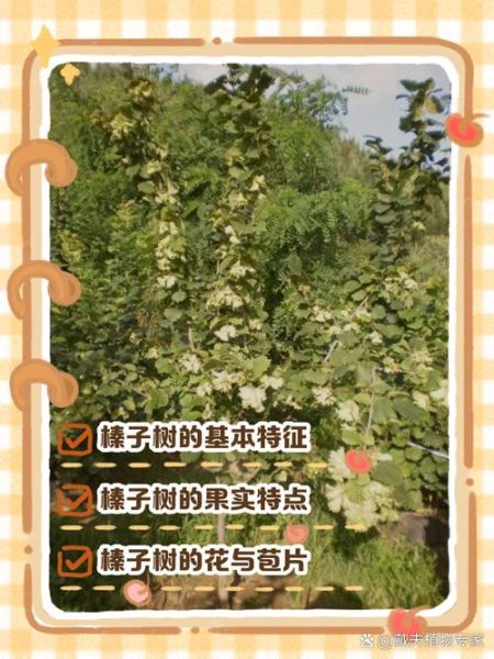 榛子树几年结果_如何种植榛子树-第3张图片-山城妙识 榛子树几年结果_如何种植榛子树-第3张图片-山城妙识