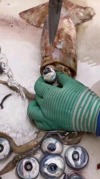 鱿鱼怎么清理干净_鱿鱼怎么处理干净-第3张图片-山城妙识