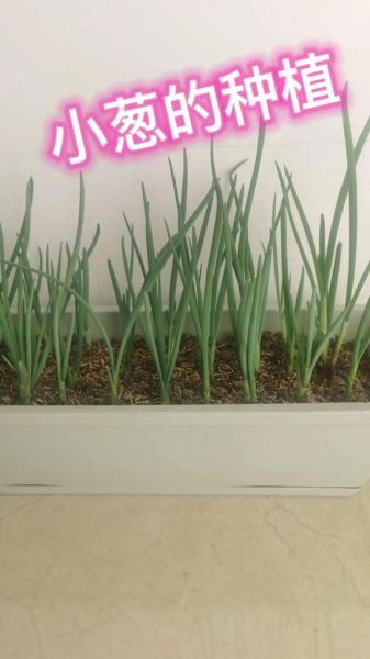 红葱头家庭种植方法_阳台盆栽多久能收获-第1张图片-山城妙识