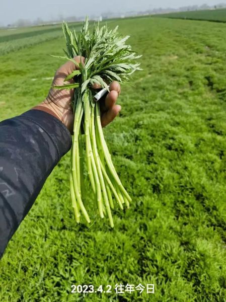 柳蒿芽长什么样_柳蒿芽和茼蒿的区别-第1张图片-山城妙识
