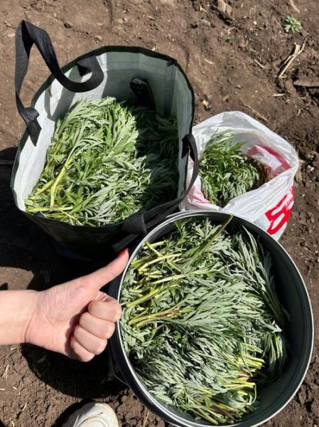 柳蒿芽长什么样_柳蒿芽和茼蒿的区别-第3张图片-山城妙识