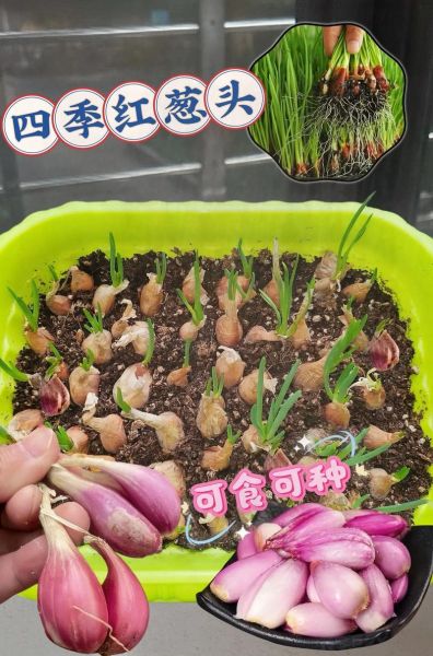 红葱头家庭种植方法_阳台盆栽多久能收获-第2张图片-山城妙识