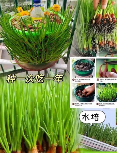红葱头家庭种植方法_阳台盆栽多久能收获-第3张图片-山城妙识
