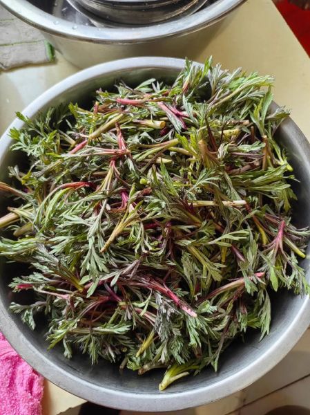 柳蒿芽长什么样_柳蒿芽和茼蒿的区别-第2张图片-山城妙识