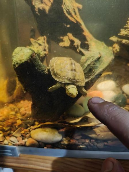 黄喉拟水龟取消二级保护_还能合法饲养吗-第3张图片-山城妙识