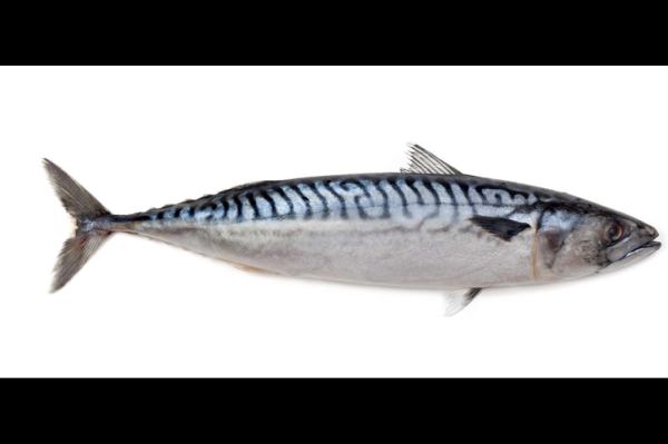 鲭鱼在中国叫什么名字_鲭鱼别名有哪些-第1张图片-山城妙识 鲭鱼在中国叫什么名字_鲭鱼别名有哪些-第1张图片-山城妙识